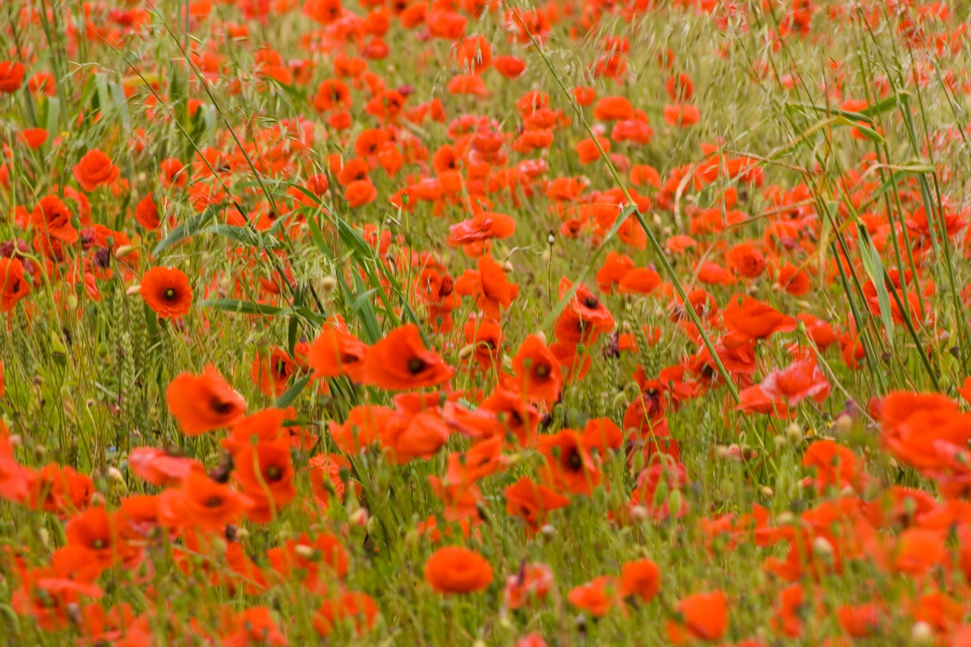 Contact preferences | Poppyscotland